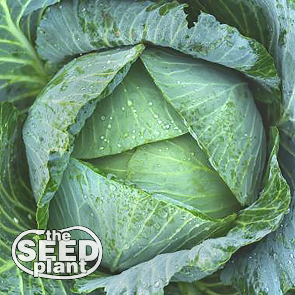 All Seasons Cabbage – The Seed Plant