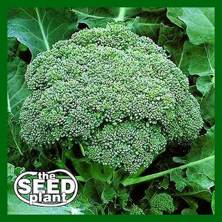 Calabrese Broccoli – The Seed Plant