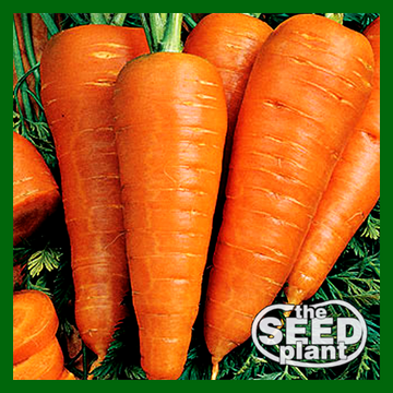 Danvers Half Long Carrot – The Seed Plant