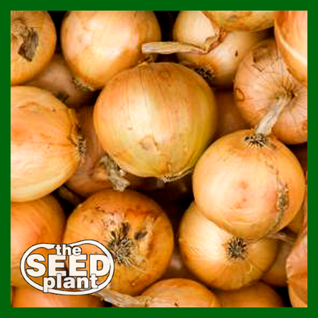 Granex Yellow Onion – The Seed Plant