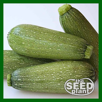 Grey Zucchini Squash – The Seed Plant