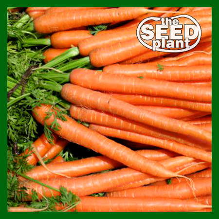 Imperator Carrot – The Seed Plant