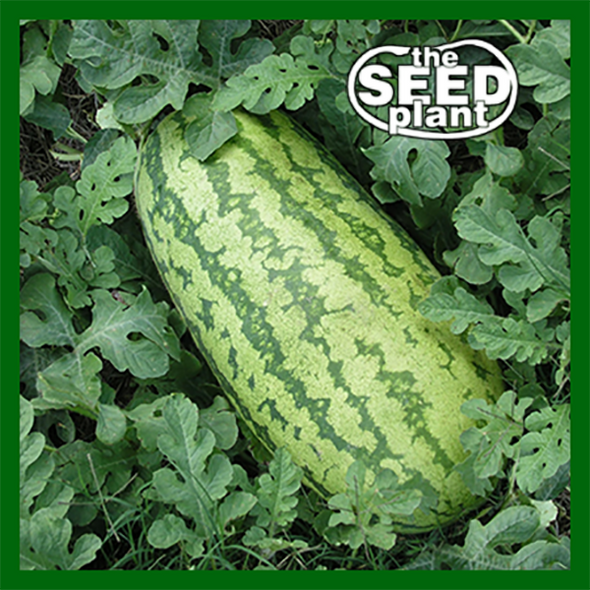 Watermelon – The Seed Plant