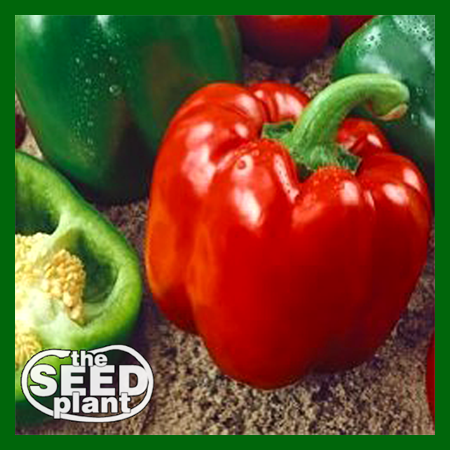 Keystone Resistant Sweet Bell Pepper – The Seed Plant