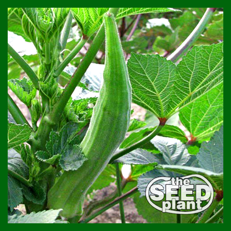 Long Green Pod Okra – The Seed Plant