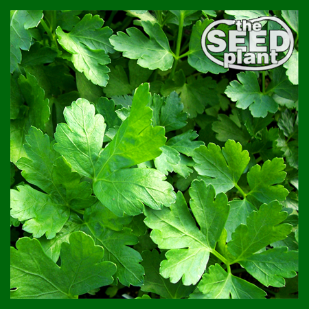Plain Italian Parsley – The Seed Plant