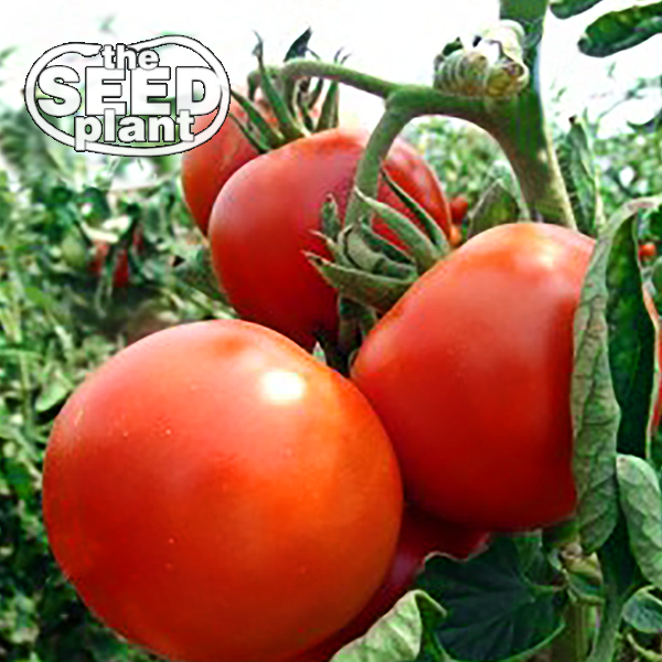 Rutgers Tomato – The Seed Plant