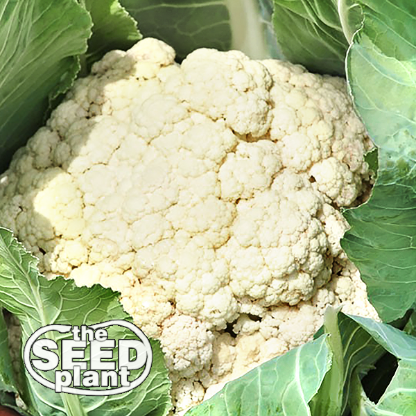 Snowball Cauliflower – The Seed Plant