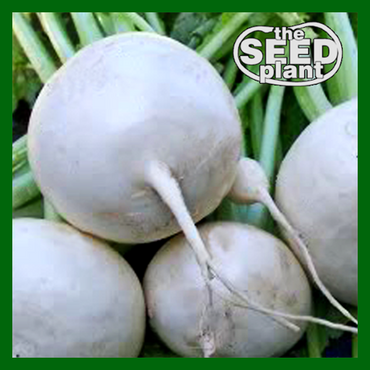 Turnip – The Seed Plant