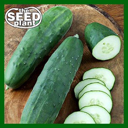 Straight Eight Cucumber – The Seed Plant