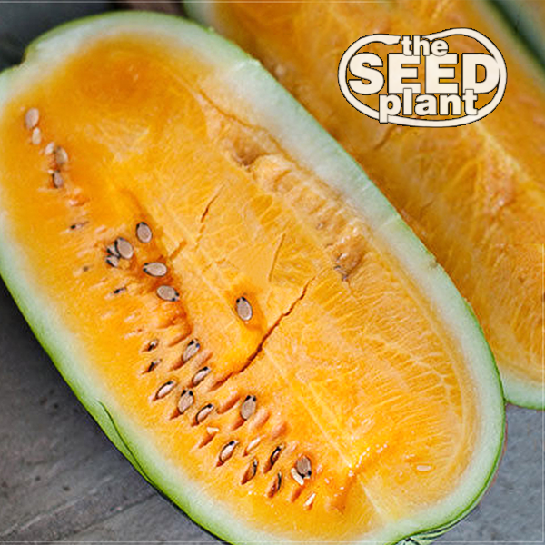 Tendersweet Orange Watermelon – The Seed Plant