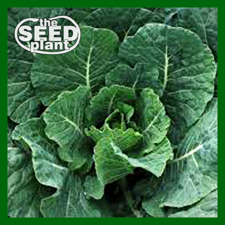 Greens/Chard – The Seed Plant